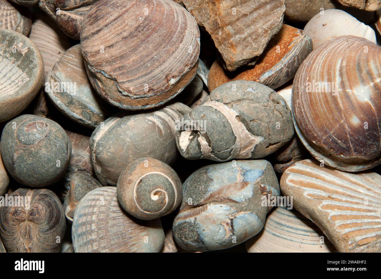 Shell fossil, Newport, Oregon Stock Photo - Alamy