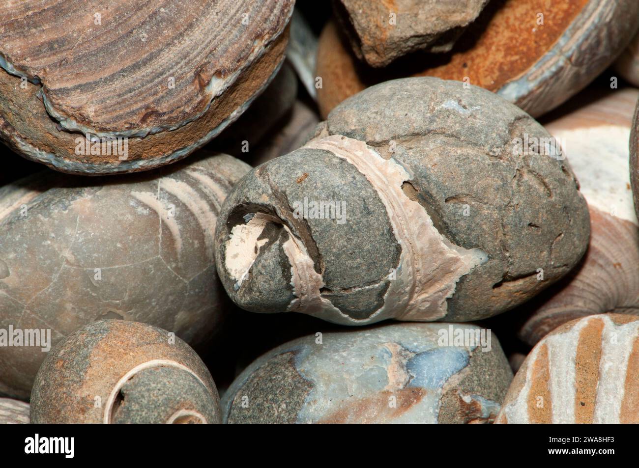 Shell fossil, Newport, Oregon Stock Photo - Alamy