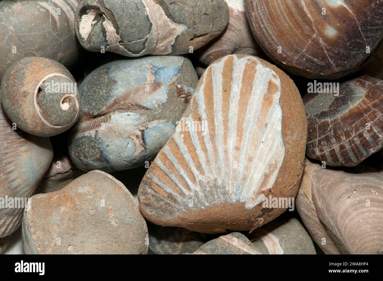 Shell fossil, Newport, Oregon Stock Photo - Alamy