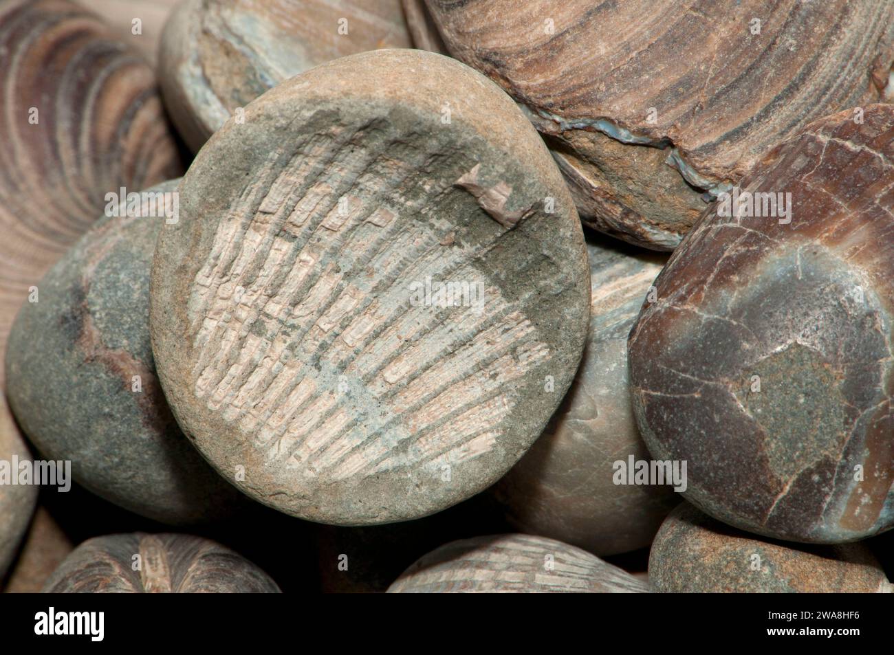 Shell fossil, Newport, Oregon Stock Photo - Alamy