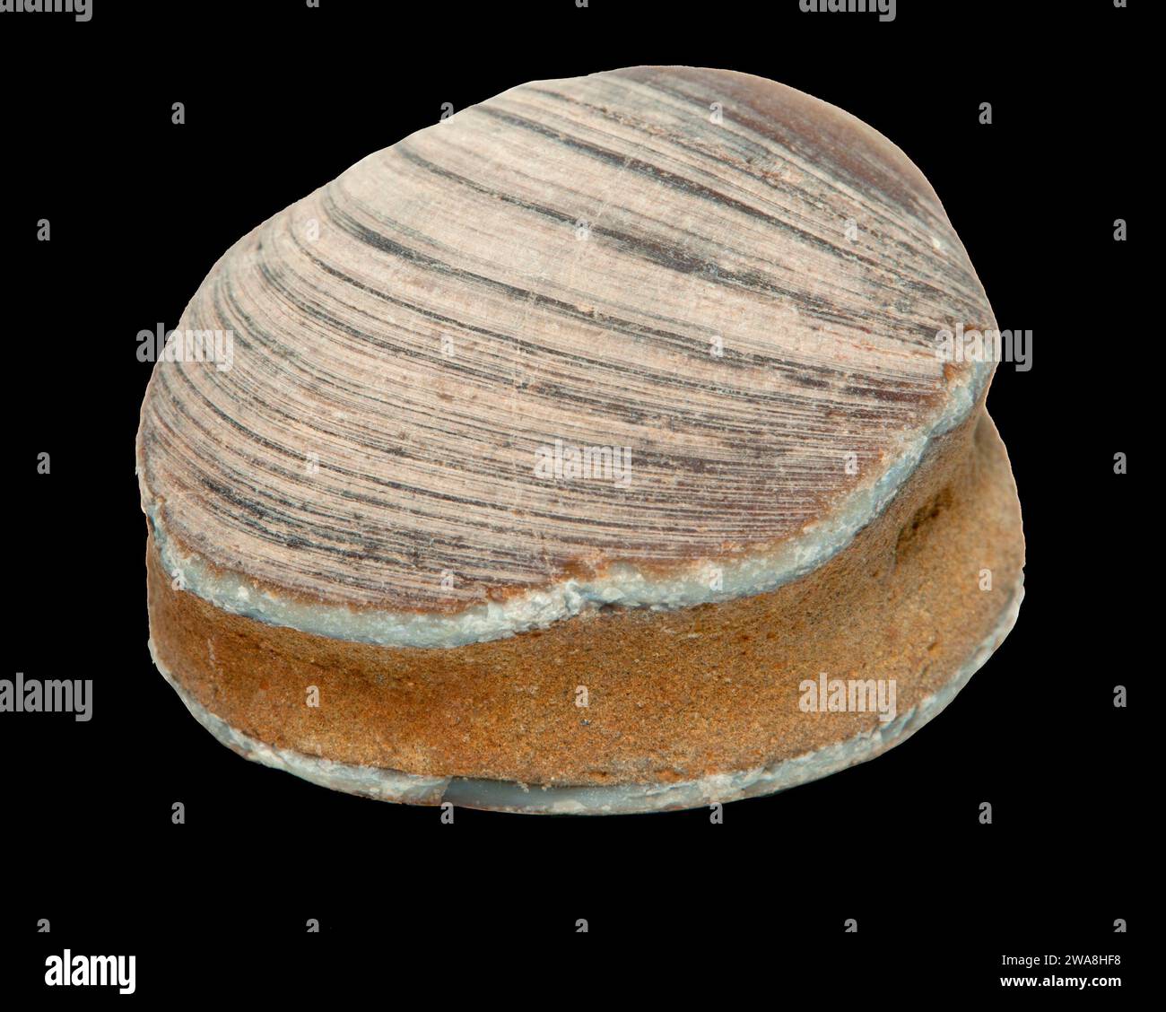 Fossil mollusc shell hi-res stock photography and images - Alamy