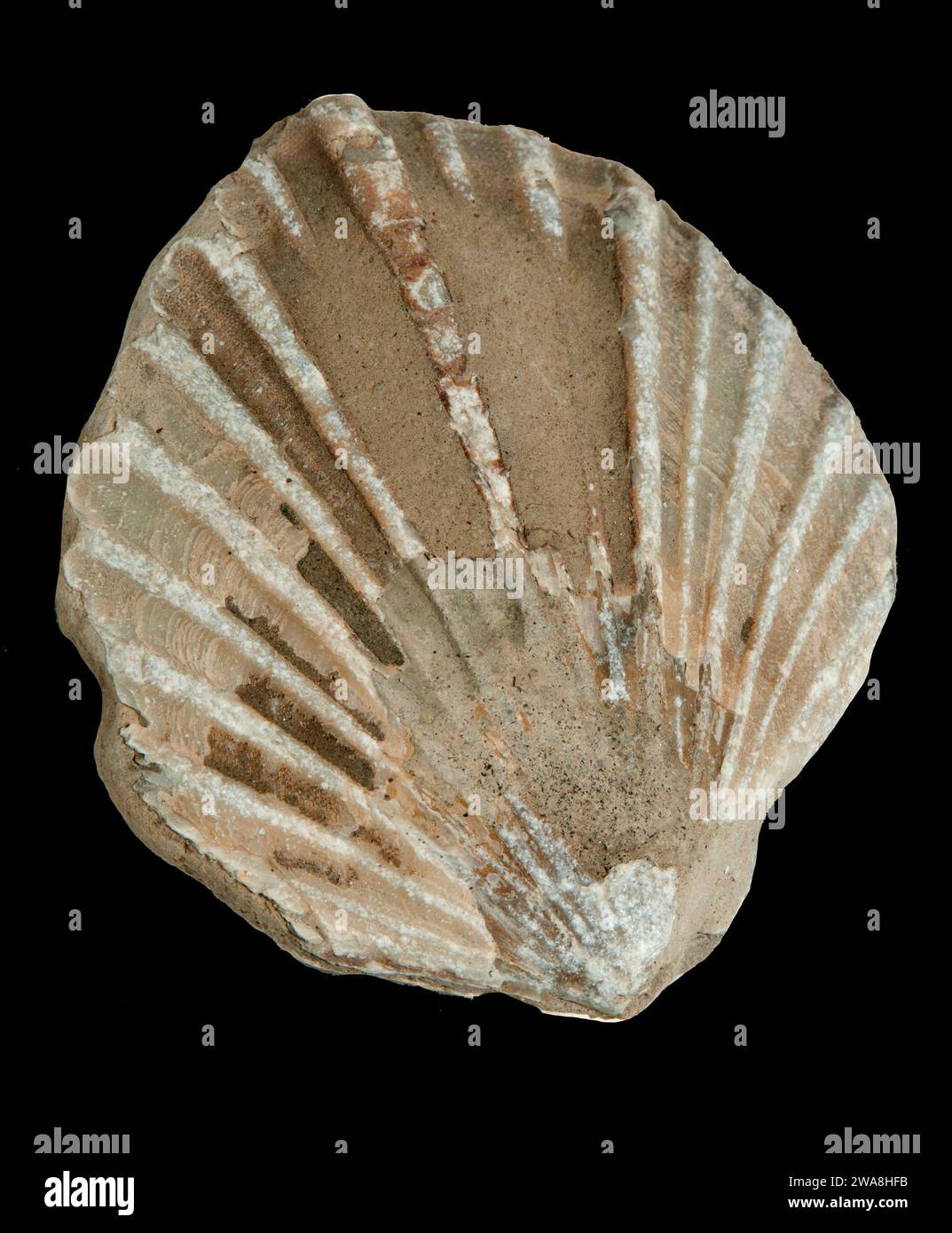 Scallop shell fossil hi-res stock photography and images - Alamy