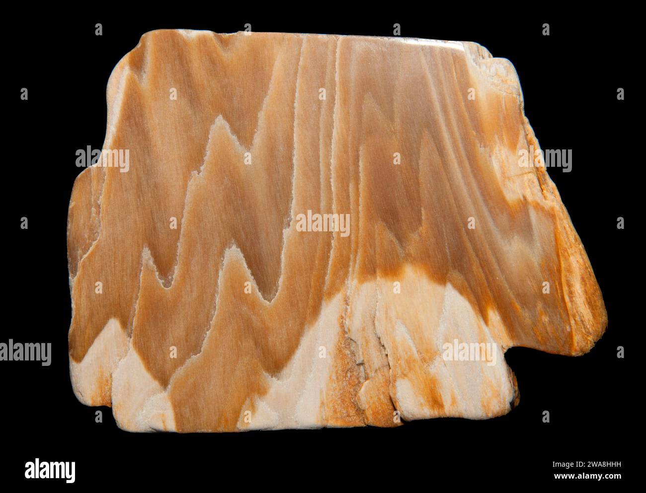 Polished crabtree creek petrified wood hi-res stock photography and ...