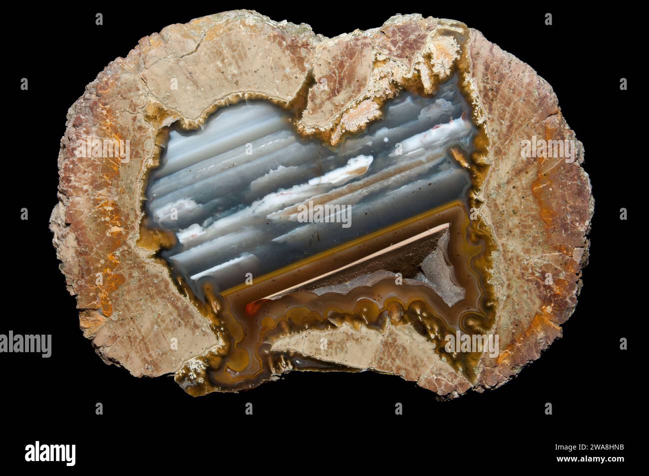 White fir springs hi-res stock photography and images - Alamy