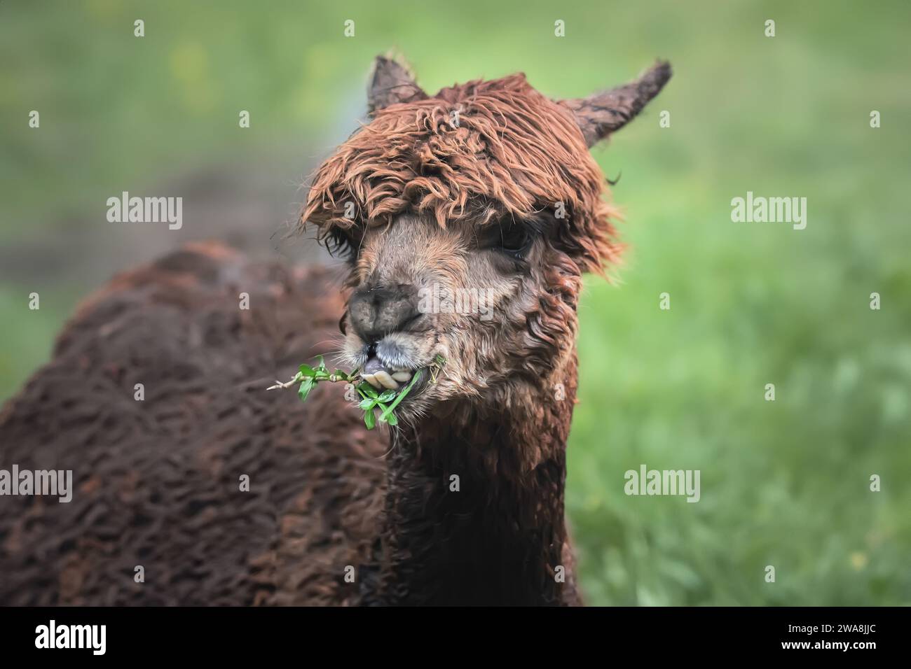 A Huacaya Alpaca are chewing grass for lunch Stock Photo - Alamy