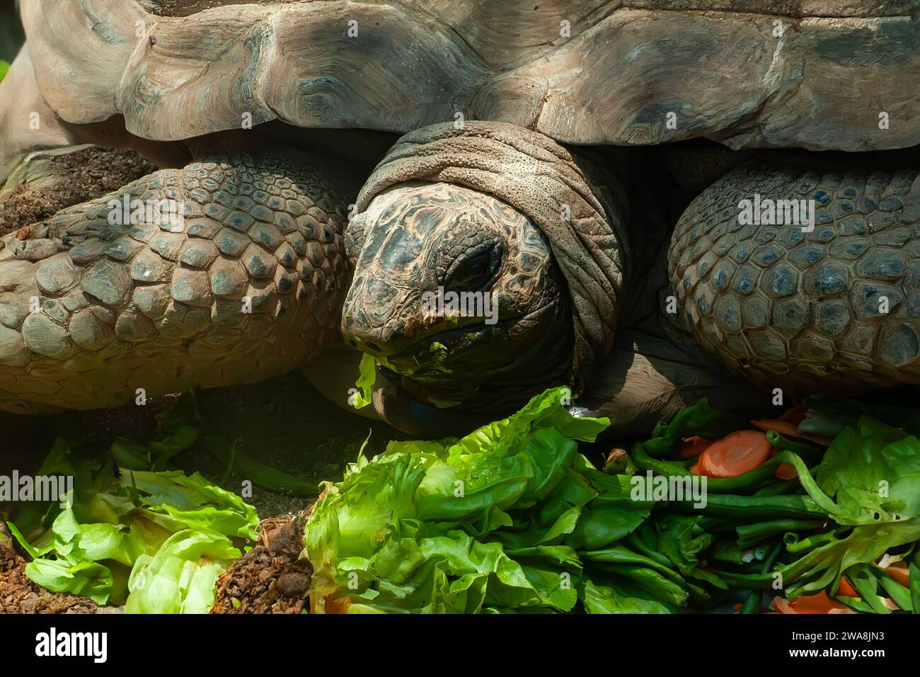 Galapagos Chelonoidis nigra turtle is eating lunch Stock Photo - Alamy