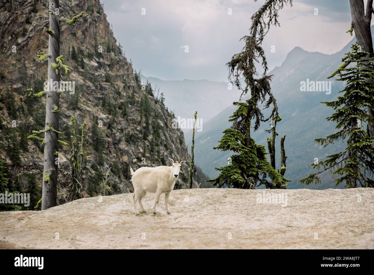Goat serenity hi-res stock photography and images - Alamy