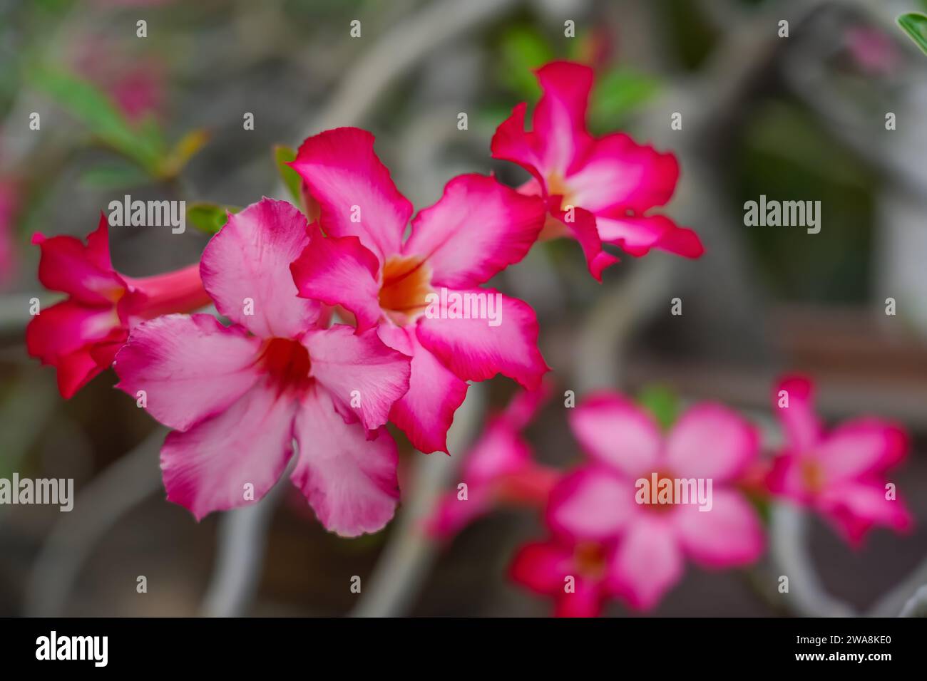 Pink adenium flower, beautiful flower Adenium flowers are blooming ...
