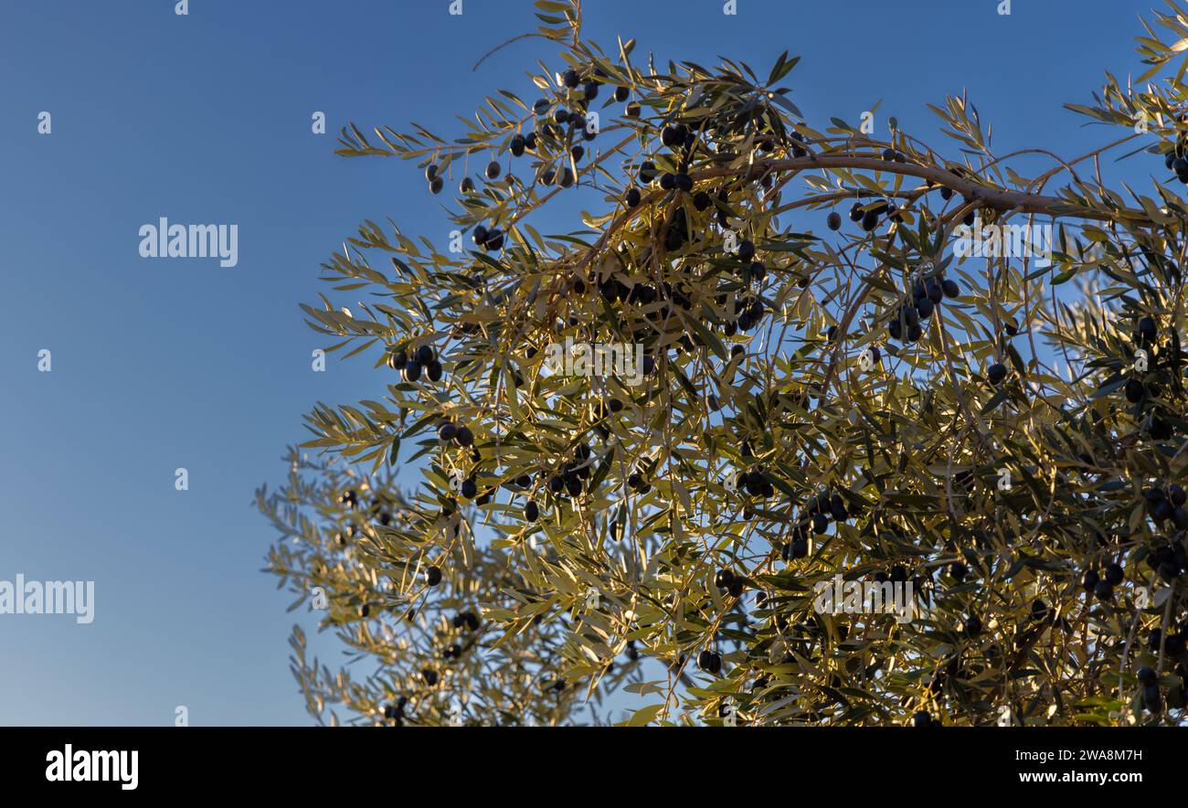 Close up image of olive tree in December Stock Photo - Alamy