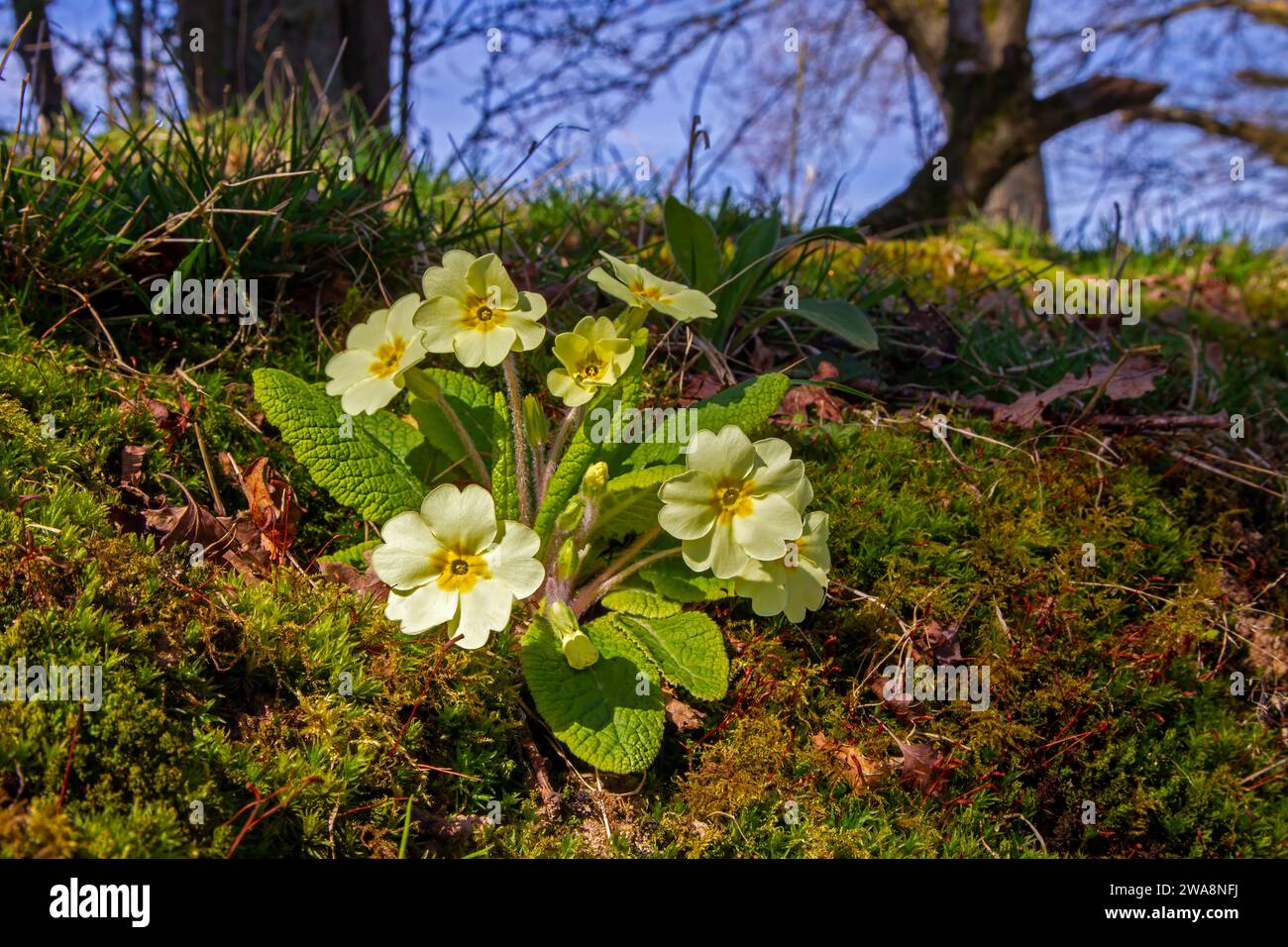 Primrose bank hi-res stock photography and images - Alamy