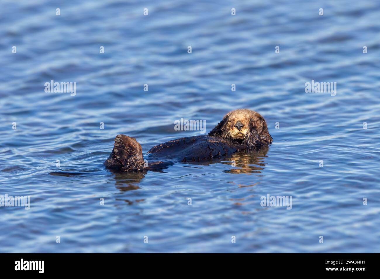 Sea Otter laying back in water with paws over eyes Stock Photo - Alamy