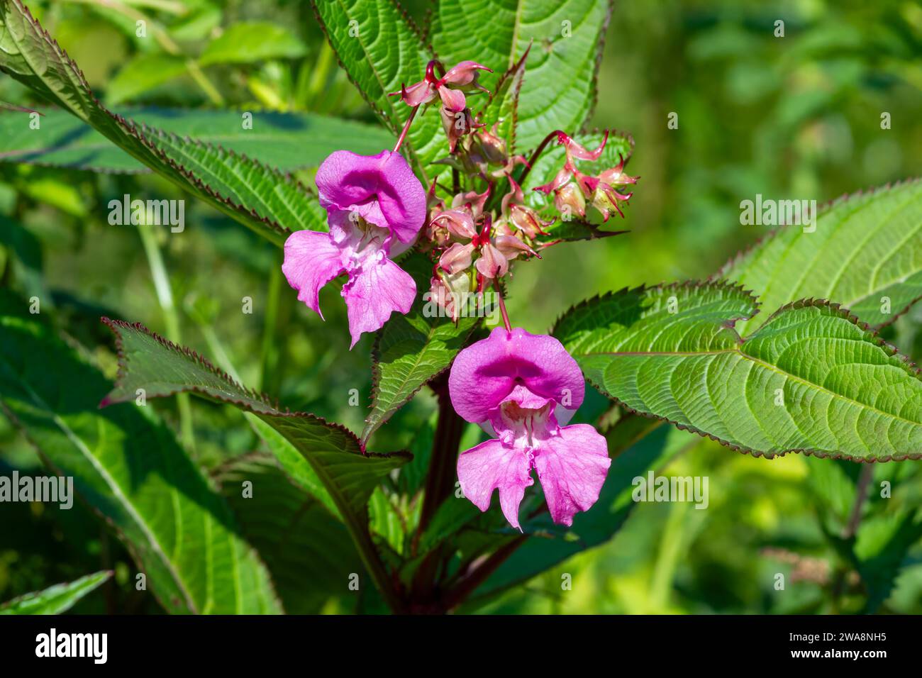 Invasive Himalayan Balsam in flower Stock Photo - Alamy