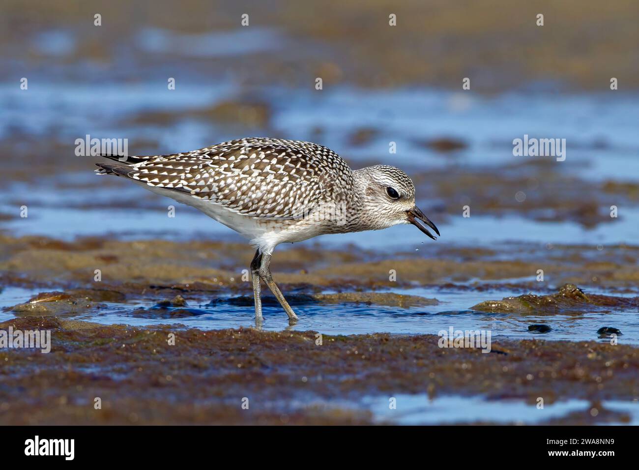 Grey plover black bellied hi-res stock photography and images - Alamy