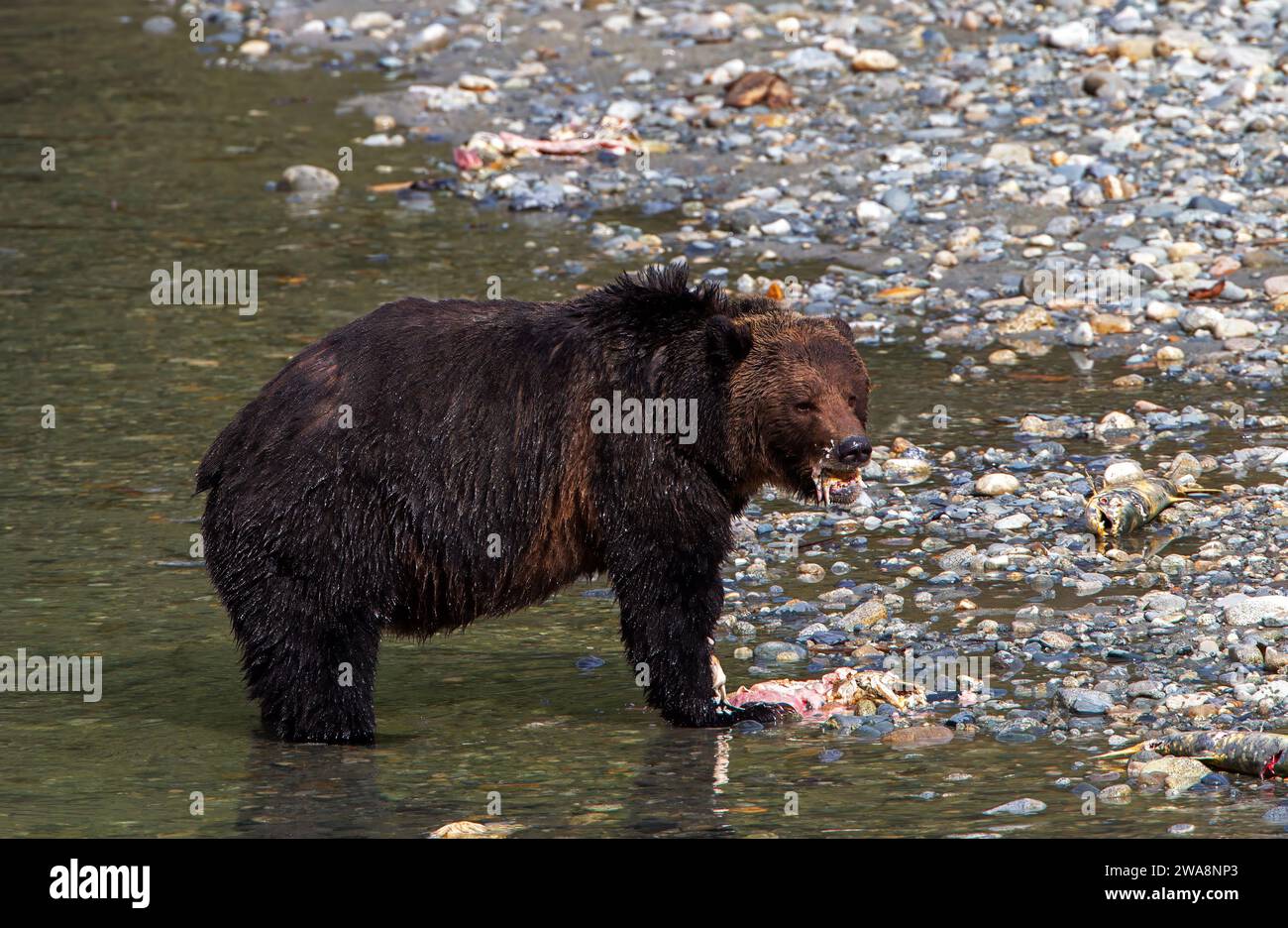Adult Grizzly Bear feeding on Salmon carcass Stock Photo - Alamy