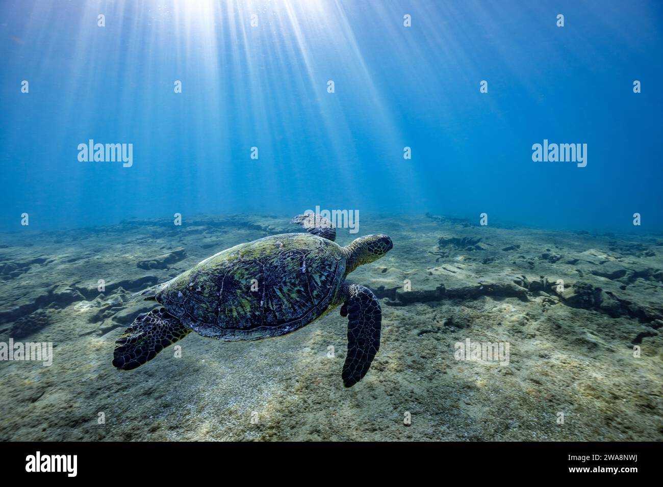 A green sea turtle swims over the lava rock sea floor, illuminated by ...