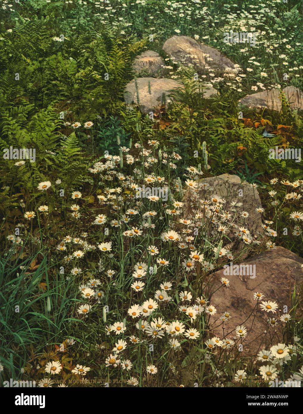 Adirondack wildflowers hi-res stock photography and images - Alamy