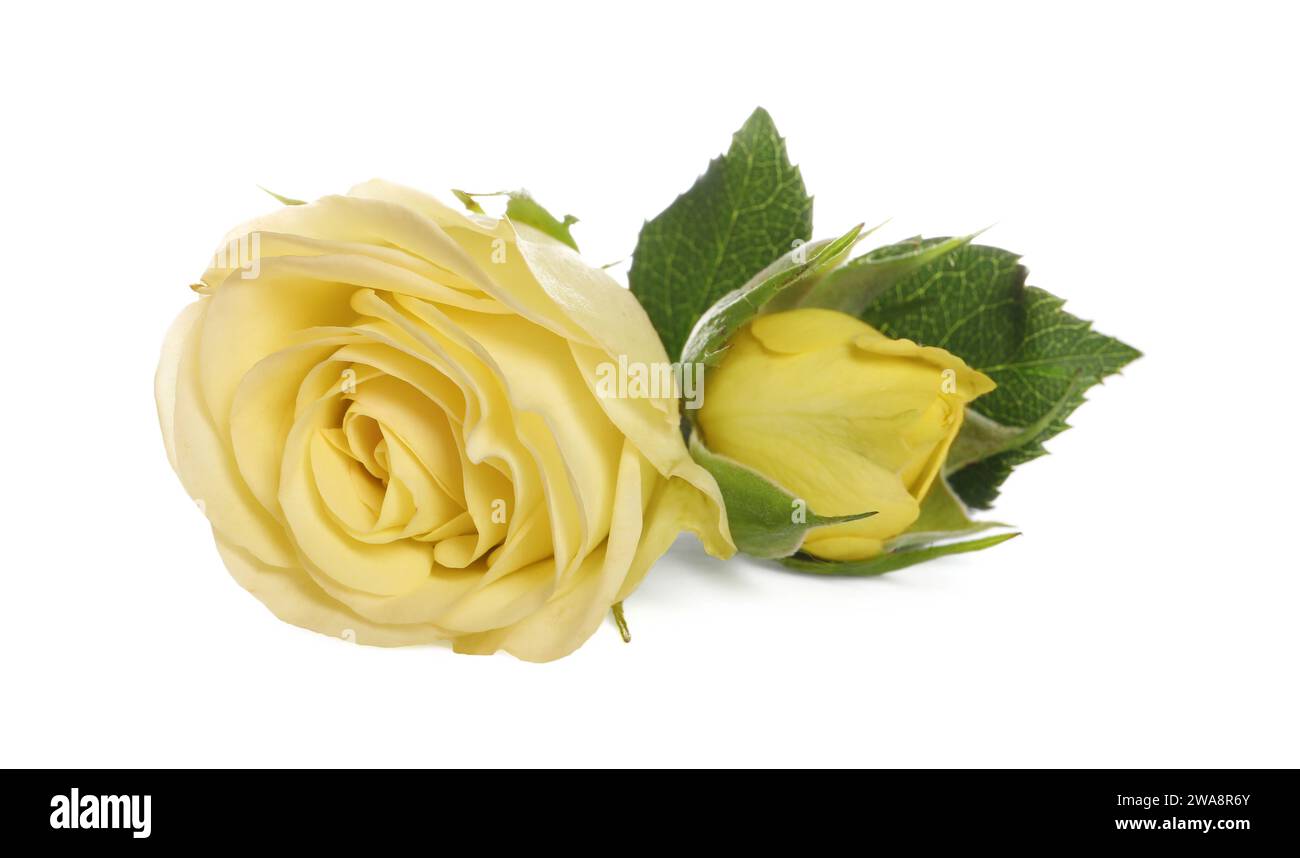 Beautiful fresh yellow roses with leaves isolated on white Stock Photo ...