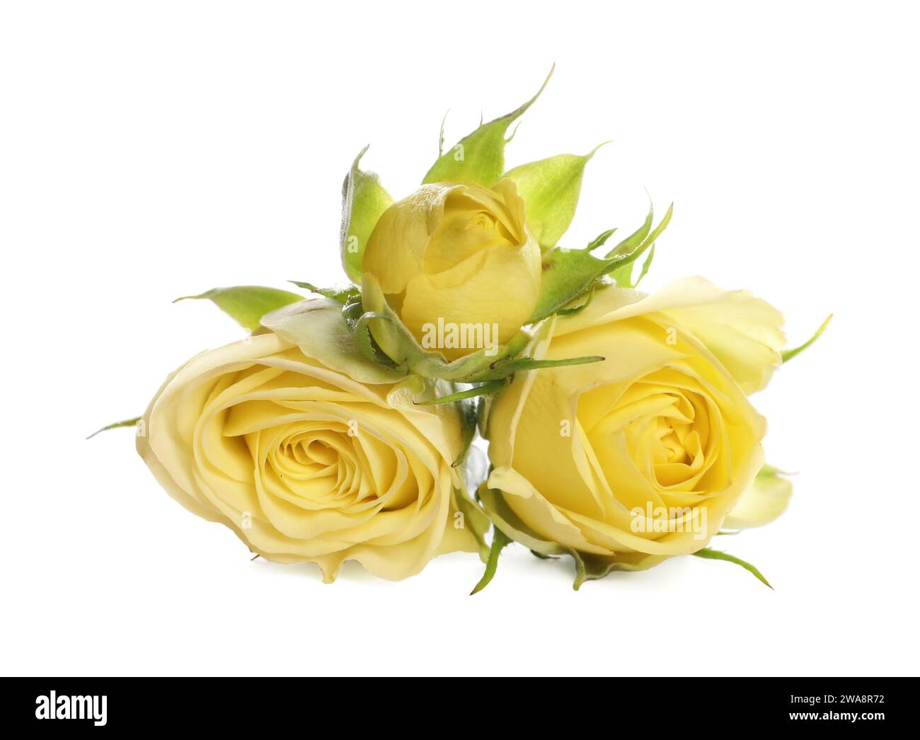 Three beautiful yellow roses hi-res stock photography and images - Alamy