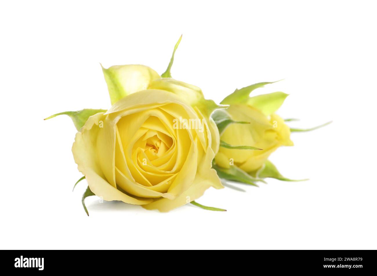 Beautiful fresh yellow roses isolated on white Stock Photo - Alamy
