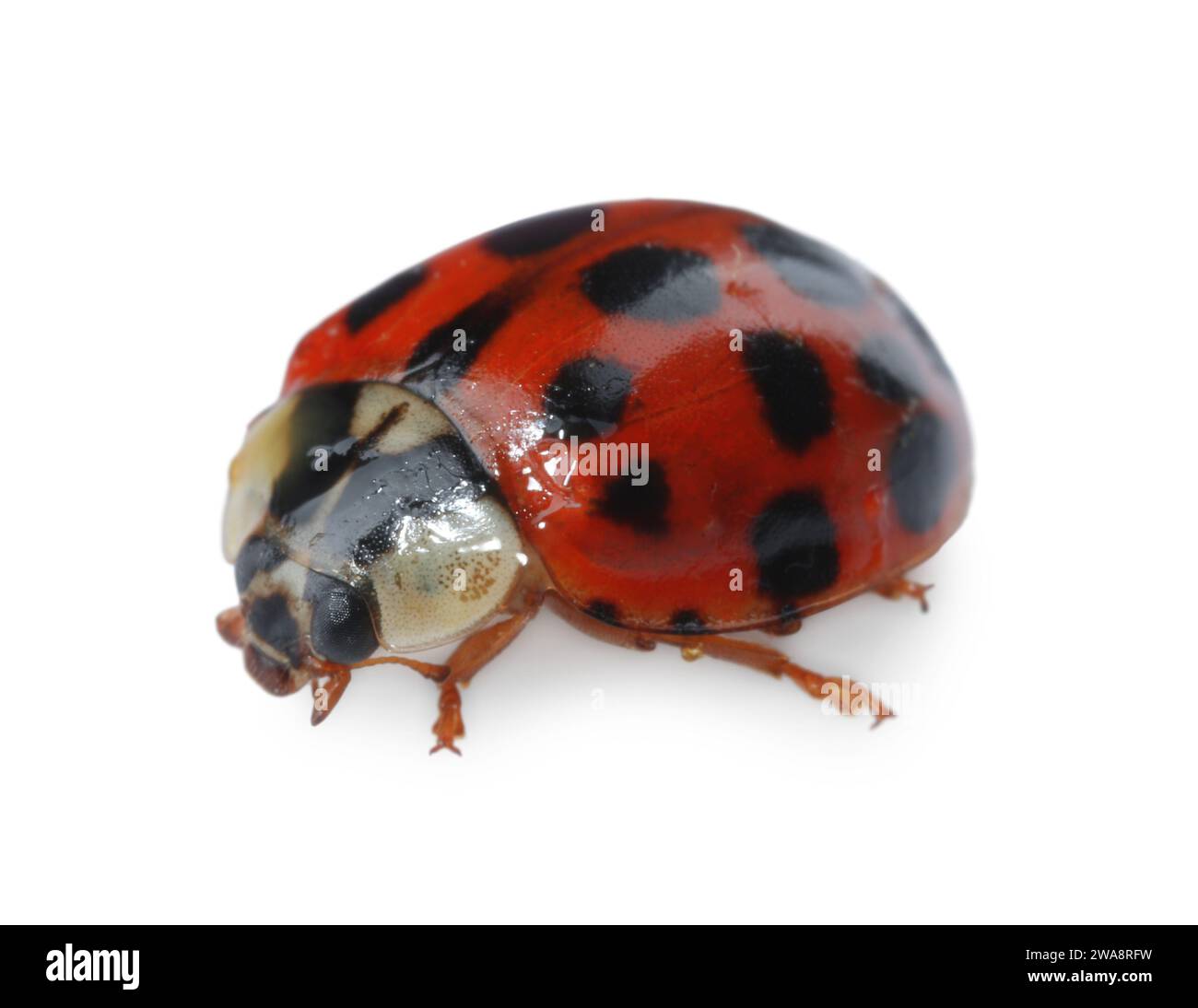 Little red ladybug Cut Out Stock Images & Pictures - Alamy