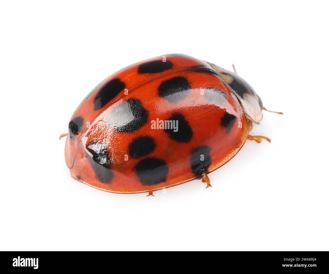 One beautiful red ladybug isolated on white Stock Photo - Alamy