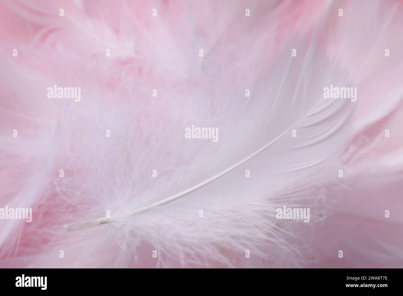 White swan fluff feathers hi-res stock photography and images - Alamy
