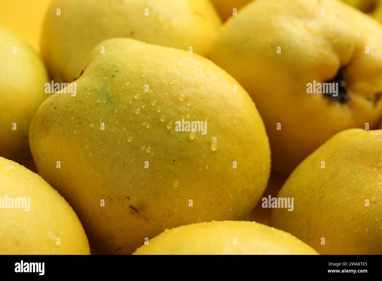 Delicious ripe quinces with water drops as background, closeup Stock ...