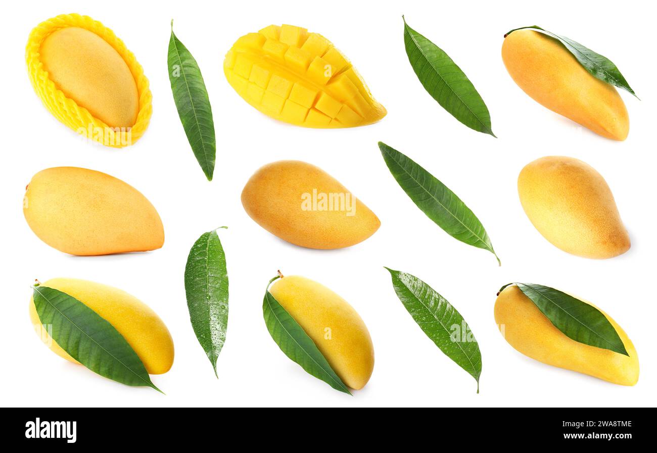 Fresh mango fruits and green leaves isolated on white, set Stock Photo ...
