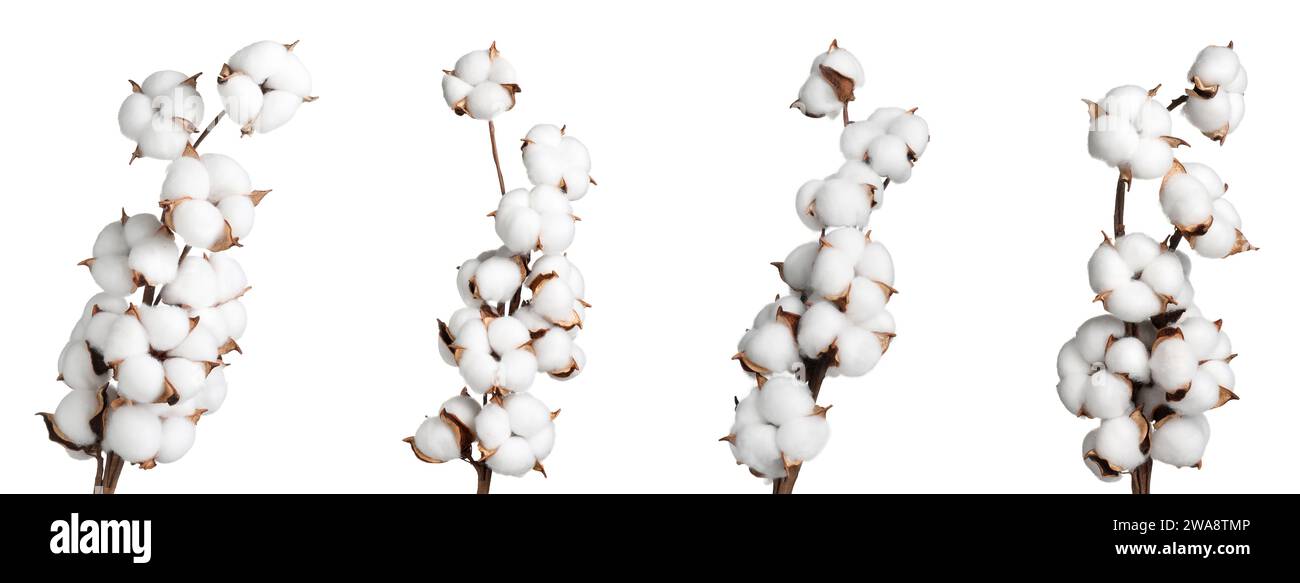 Dried cotton branches with fluffy flowers isolated on white, set Stock ...
