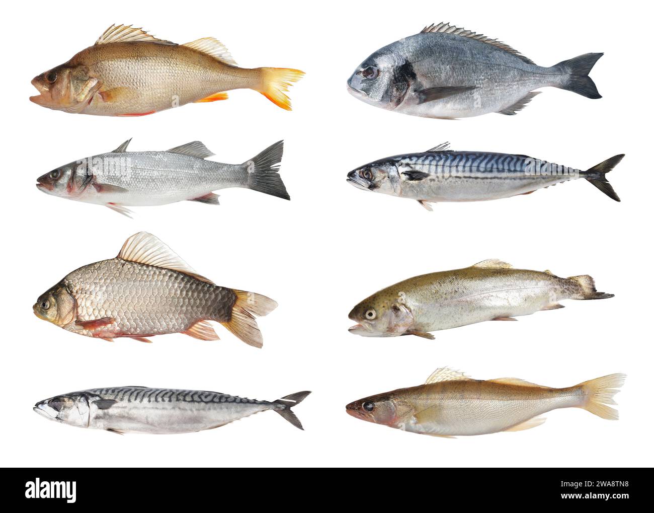 Different types of raw fish isolated on white, set Stock Photo - Alamy