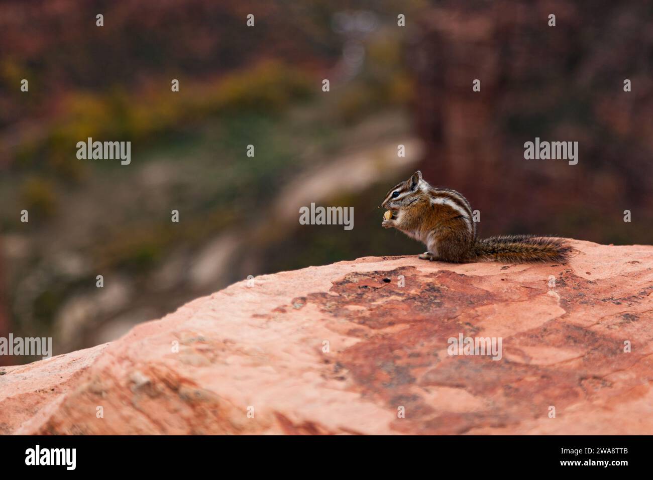 A small chipmunk who stole a nut from tourists sits on a sandstone ...