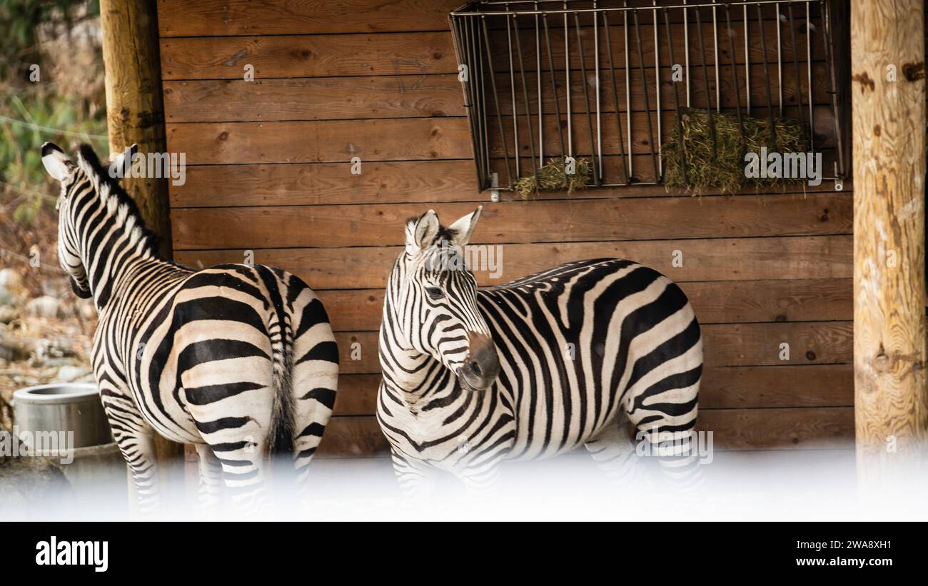 Granby, Quebec - Dec 31 2023: Zebras in the winter Granby Zoo Stock ...