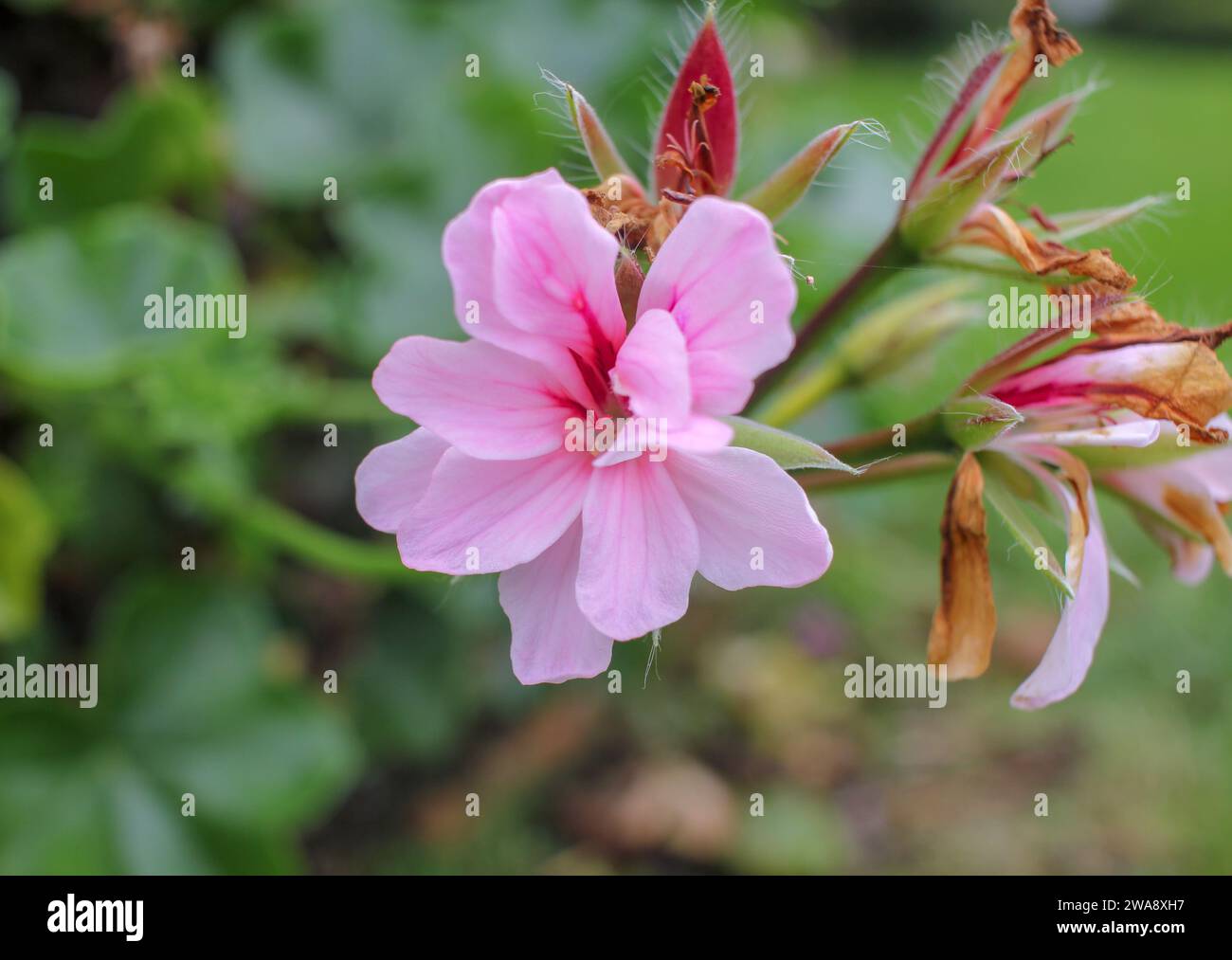 Spring's Arrival: Nature's Resplendent Rebirth Stock Photo - Alamy