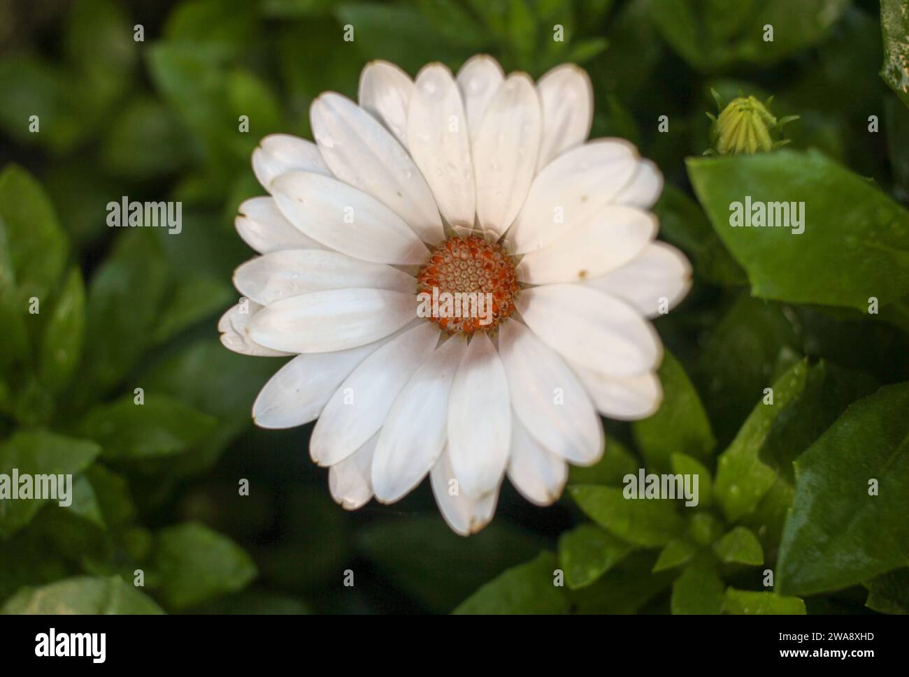 Floral dance hi-res stock photography and images - Alamy