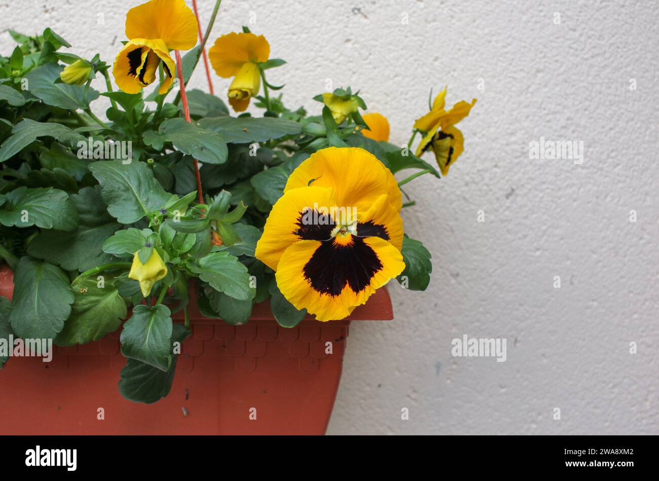 the arrival of spring brings beautiful colours Stock Photo - Alamy
