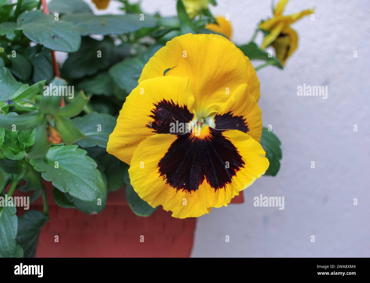 smell and colours reach an excellent point with the arrival of spring ...