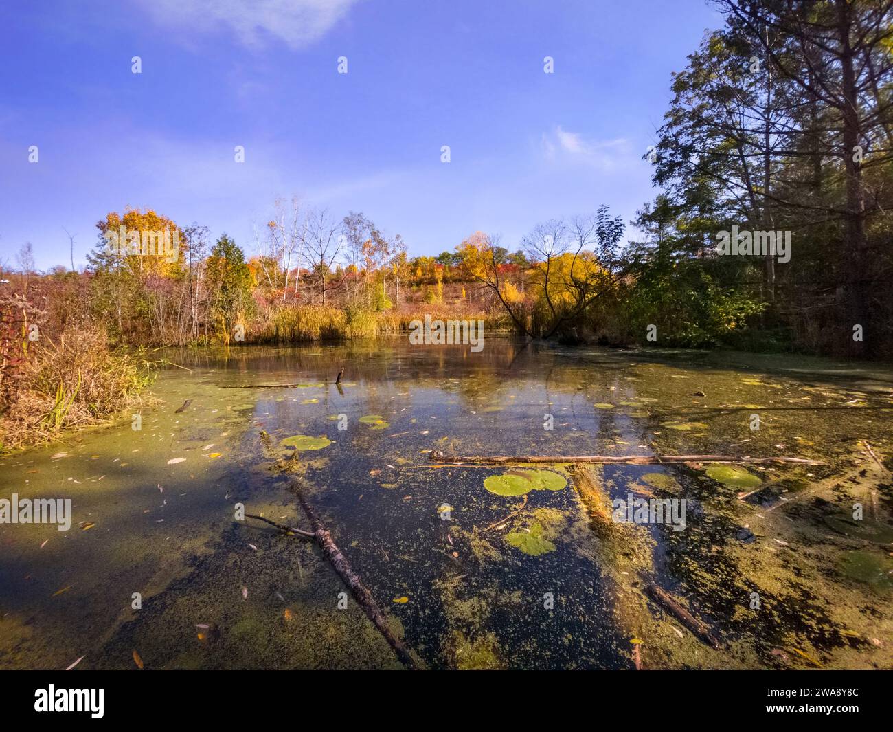 Brown Pond Algae