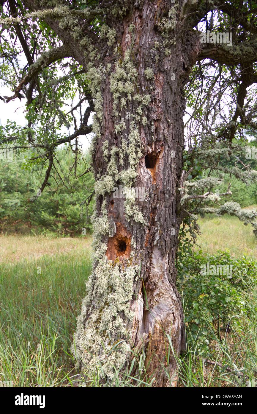 Trunk of old tree with hollows and lichen. Close-up photo Stock Photo ...