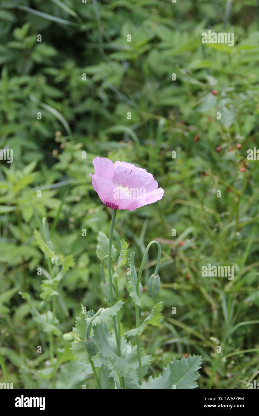 Pink poppy flower on green grass background. Wild poppy plant, papaver ...