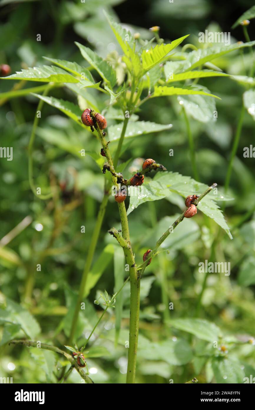 Colorado potato beetle larvae on hard damaged potato leaves and stems ...