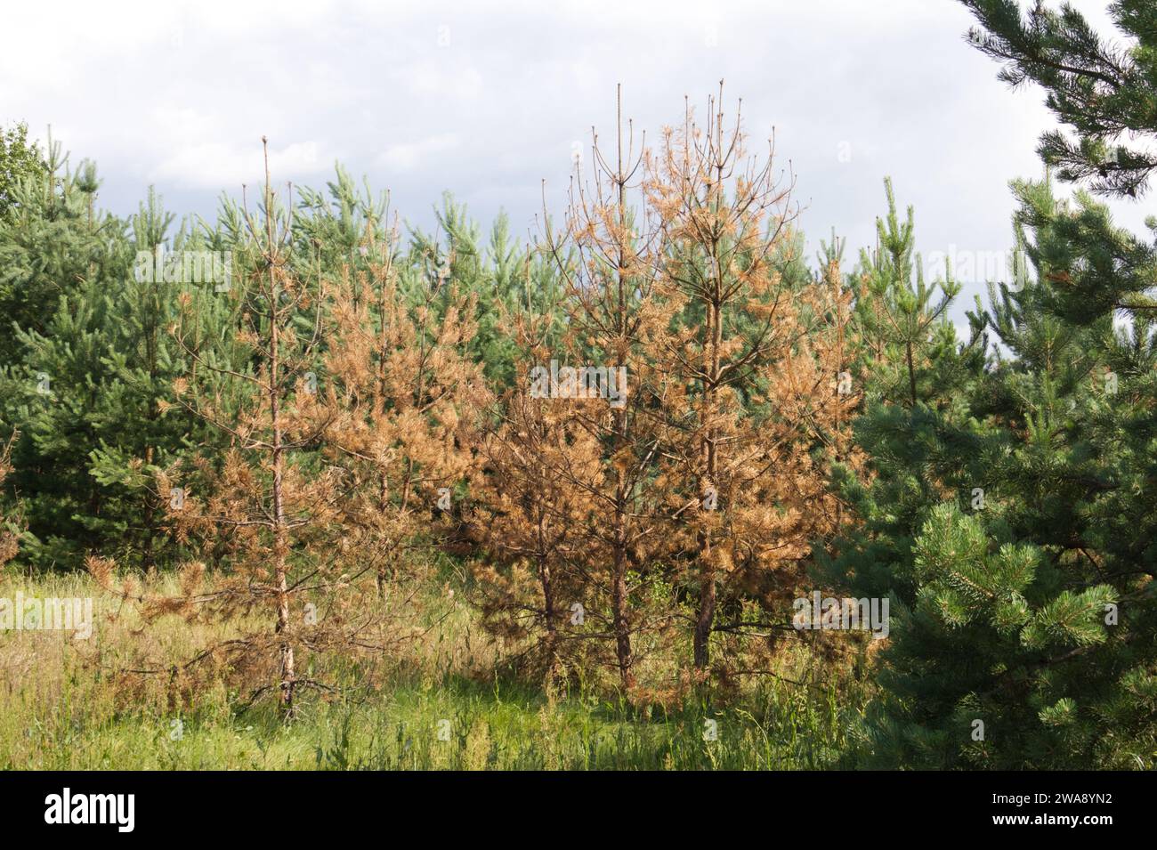 Dry damaged young pine trees. Dead pine seedlings. Pest infected trees ...
