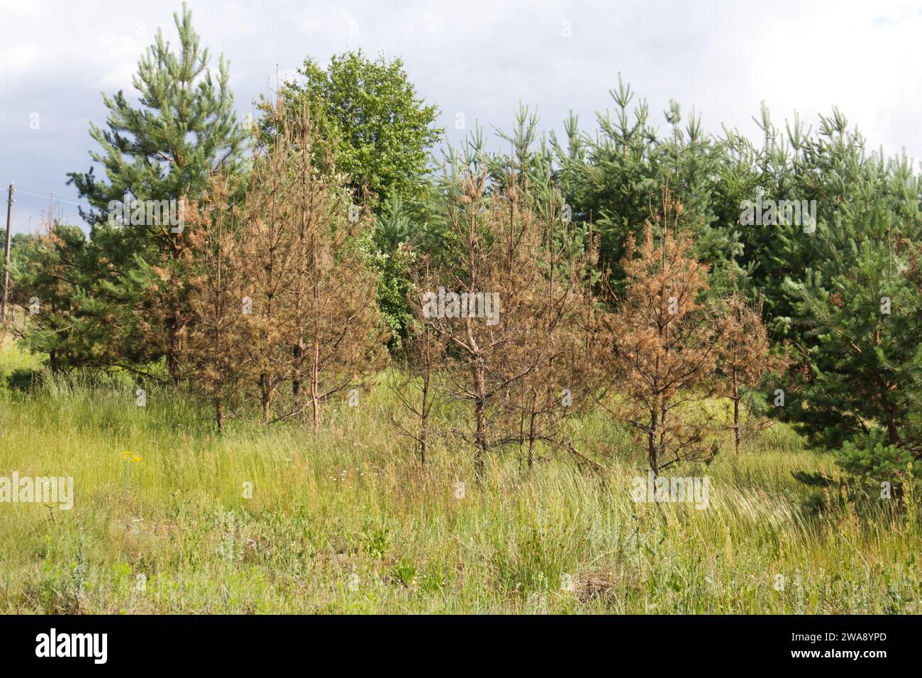 Dry damaged young pine trees. Dead pine seedlings. Pest infected trees ...