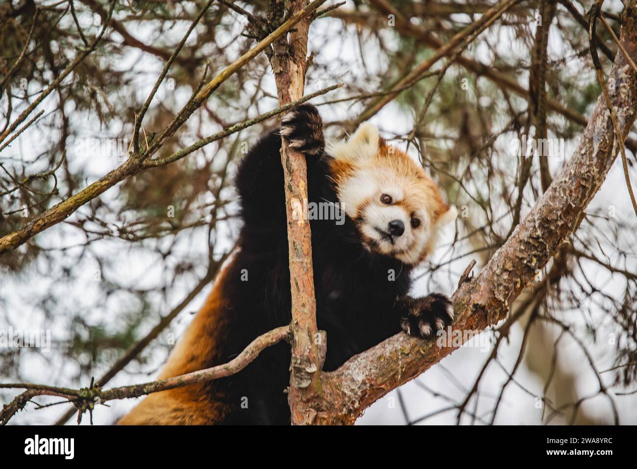 Granby, Quebec - Dec 31 2023: Red Panda in the winter Granby Zoo Stock ...