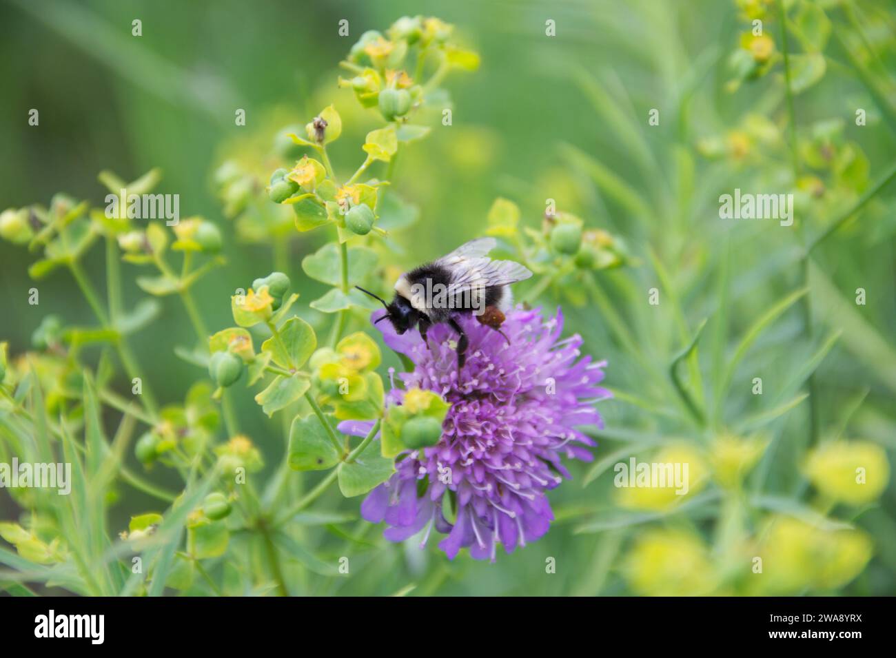 Big black bumblebee on purple flower. Close-up photo Stock Photo - Alamy