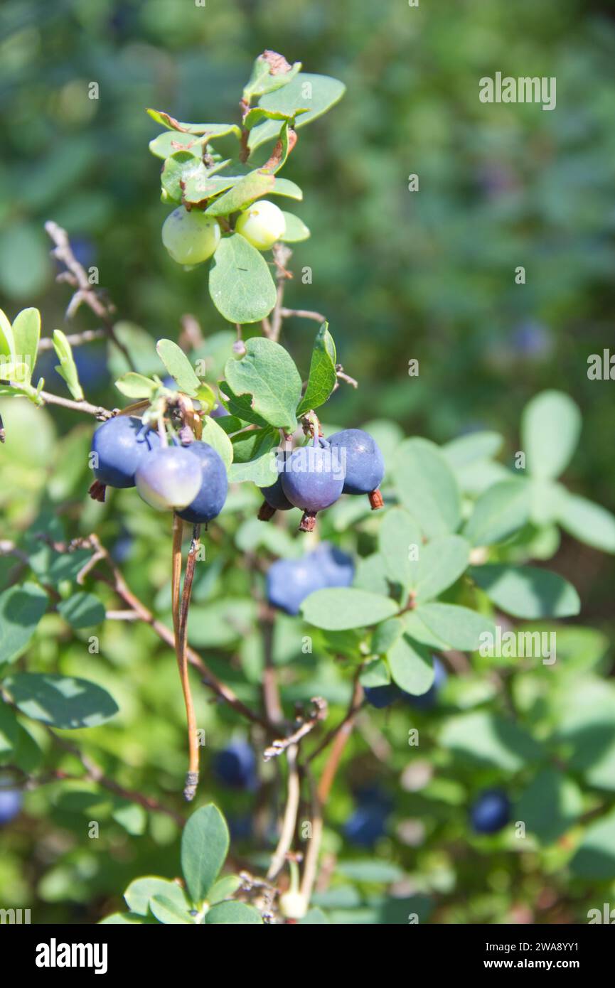 Close up ripening blueberries on hi-res stock photography and images ...