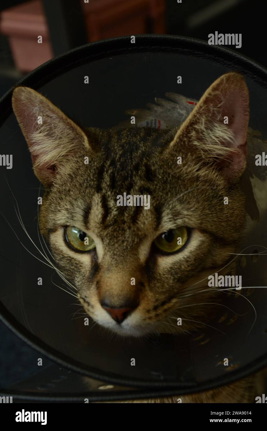 In the quiet gaze of feline wisdom, find solace in the depth of untold ...