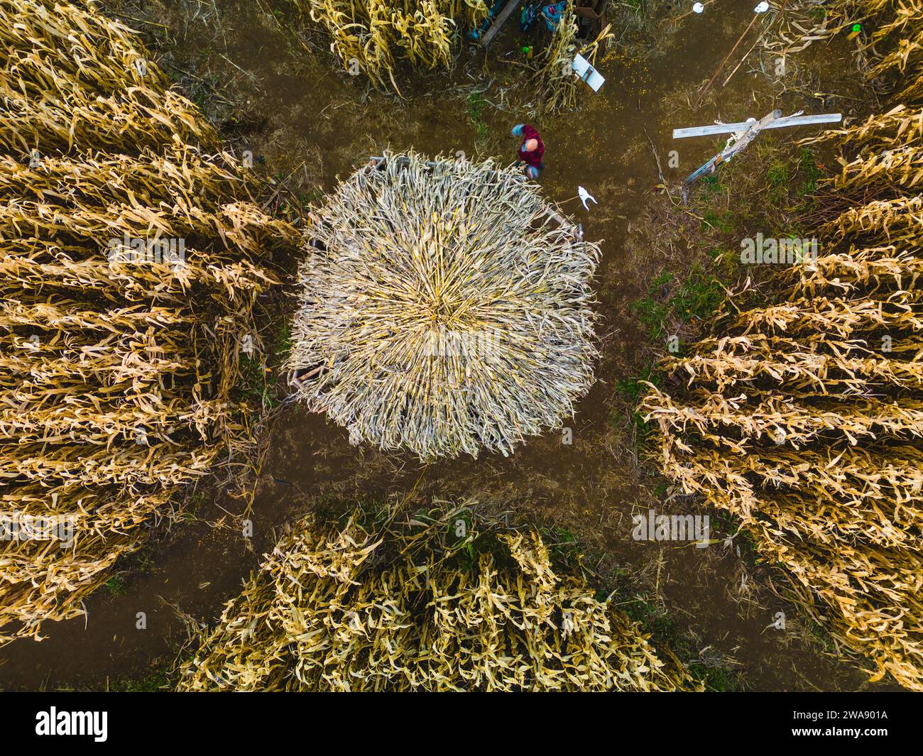 Quebec, Canada - Oct. 29 2023: Panorama aeriel photo of Corn field maze ...