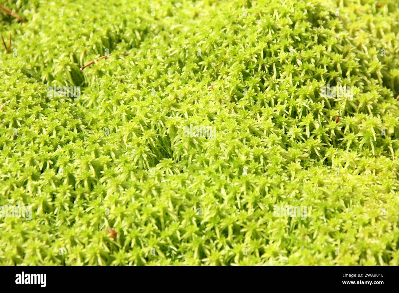 Peat moss, green sphagnum swamp moss, close-up photo. Natural abstract ...