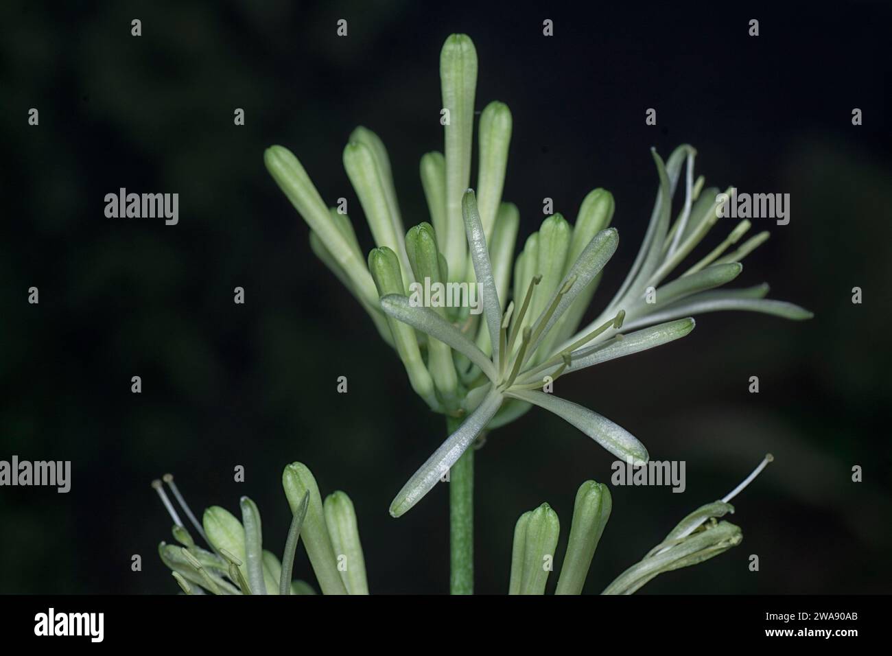 Sword sansevieria hi-res stock photography and images - Alamy