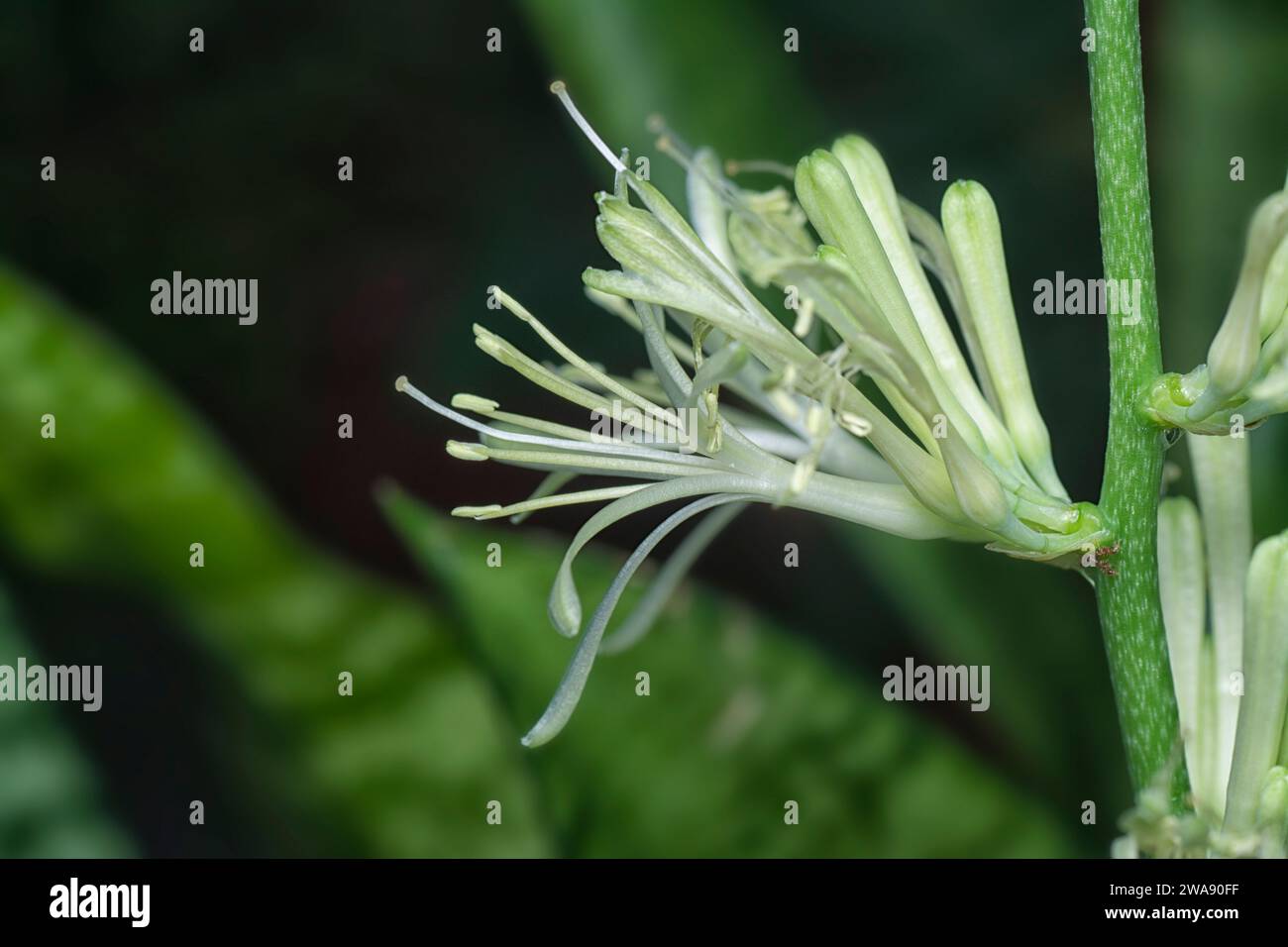 close shot of the Sansevieria Snake Plant Flower Stock Photo - Alamy